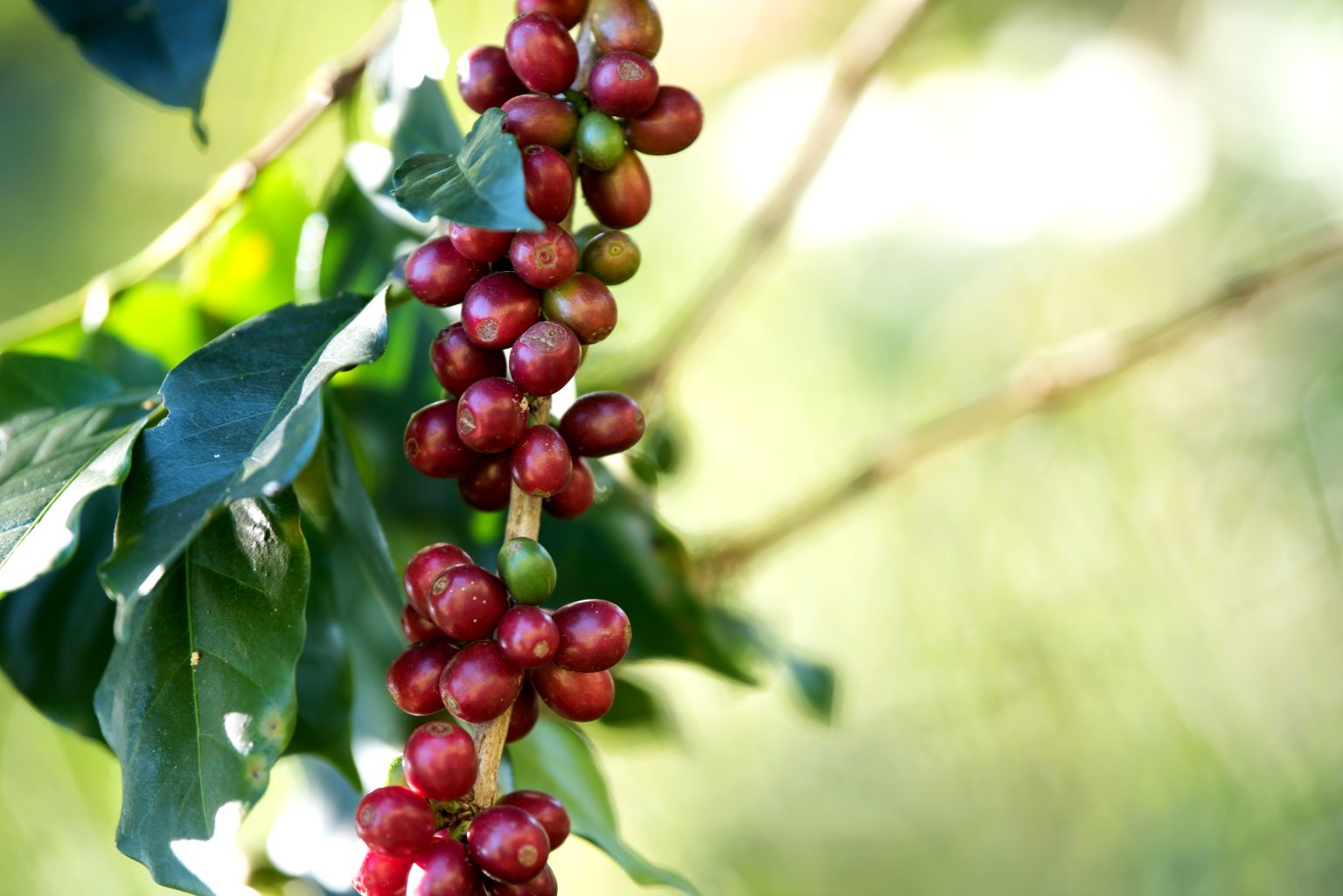 La ruta del café: 10 lugares que debes visitar - Coffee Tour Puerto Rico